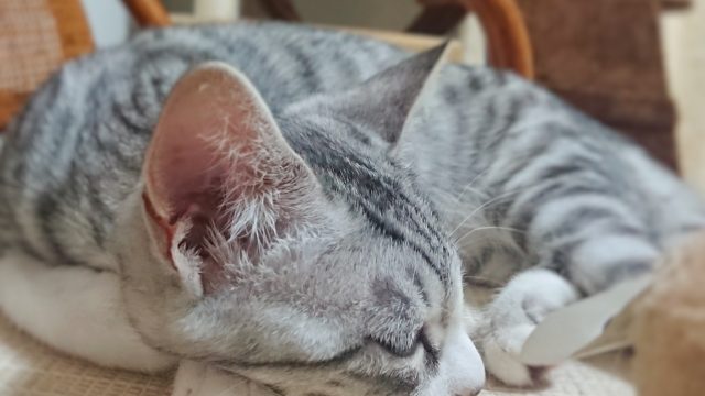 Python初学者向け：LightGBMでモデル構築～scikit-learn API編 | happy analysis